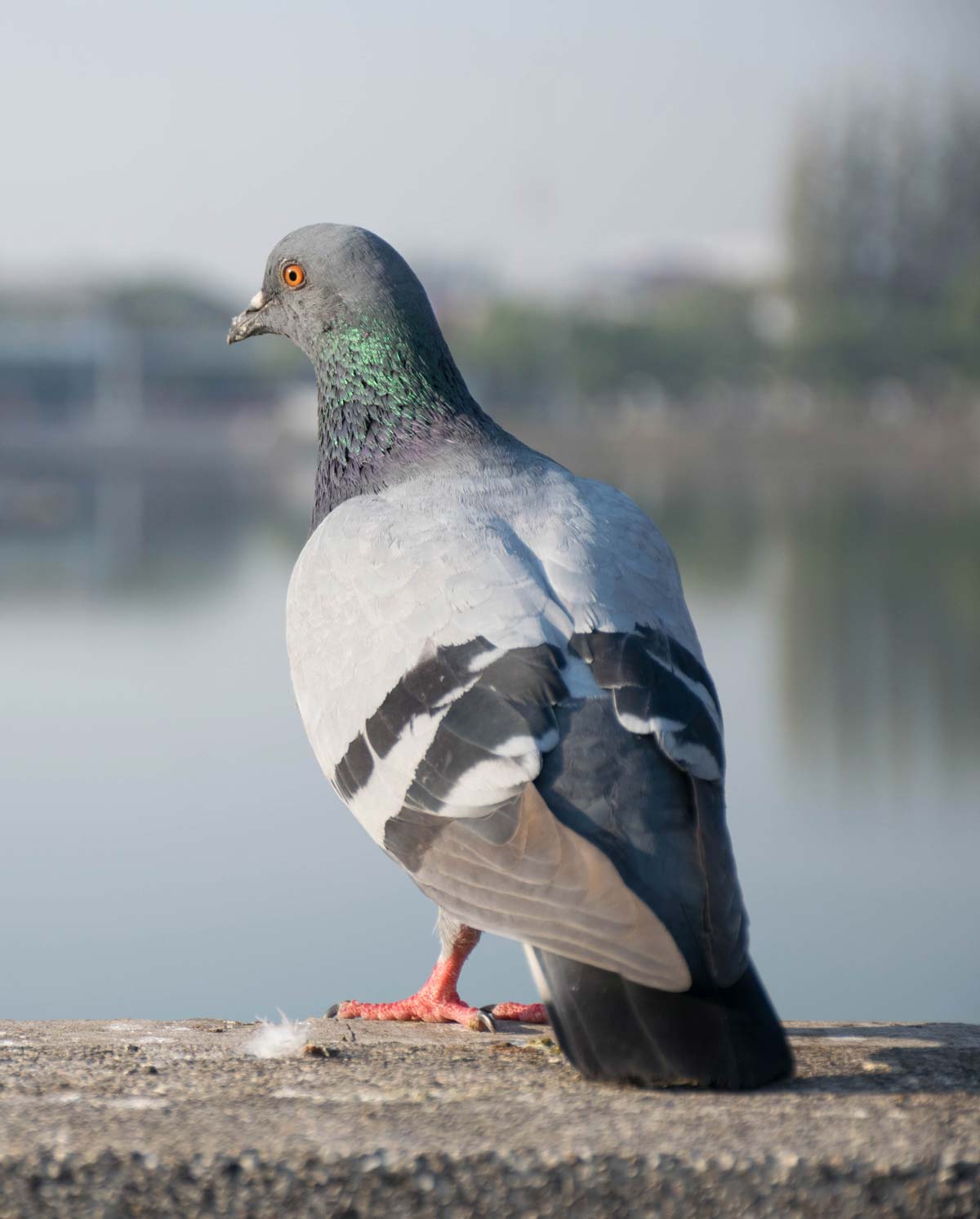 Matériel pour l'élevage des Pigeons › Élevage Service Colmar