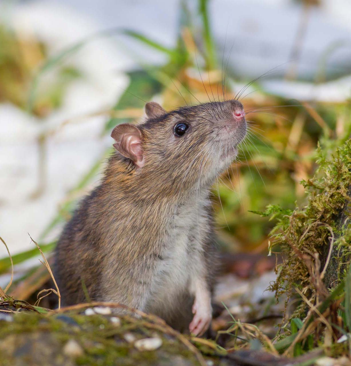 Nourriture et accessoires pour rongeurs › Élevage Service